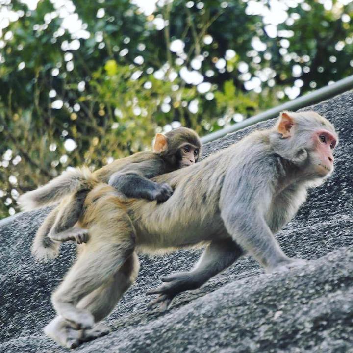 Hong Kong Hikes: The Best Trails In Kowloon